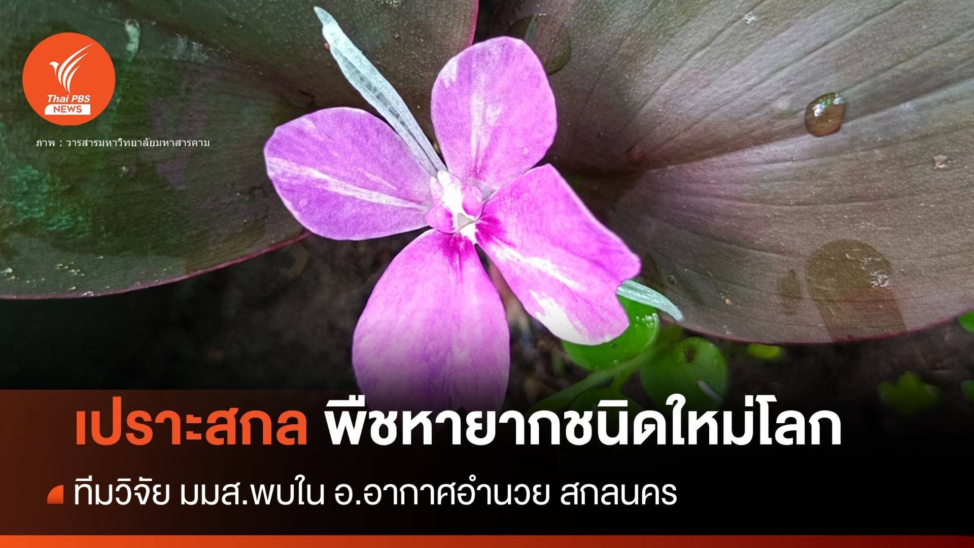 รู้จัก เปราะสกล พืชวงศ์ขิงชนิดใหม่ของโลก Thai Pbs News ข่าวไทยพีบีเอส