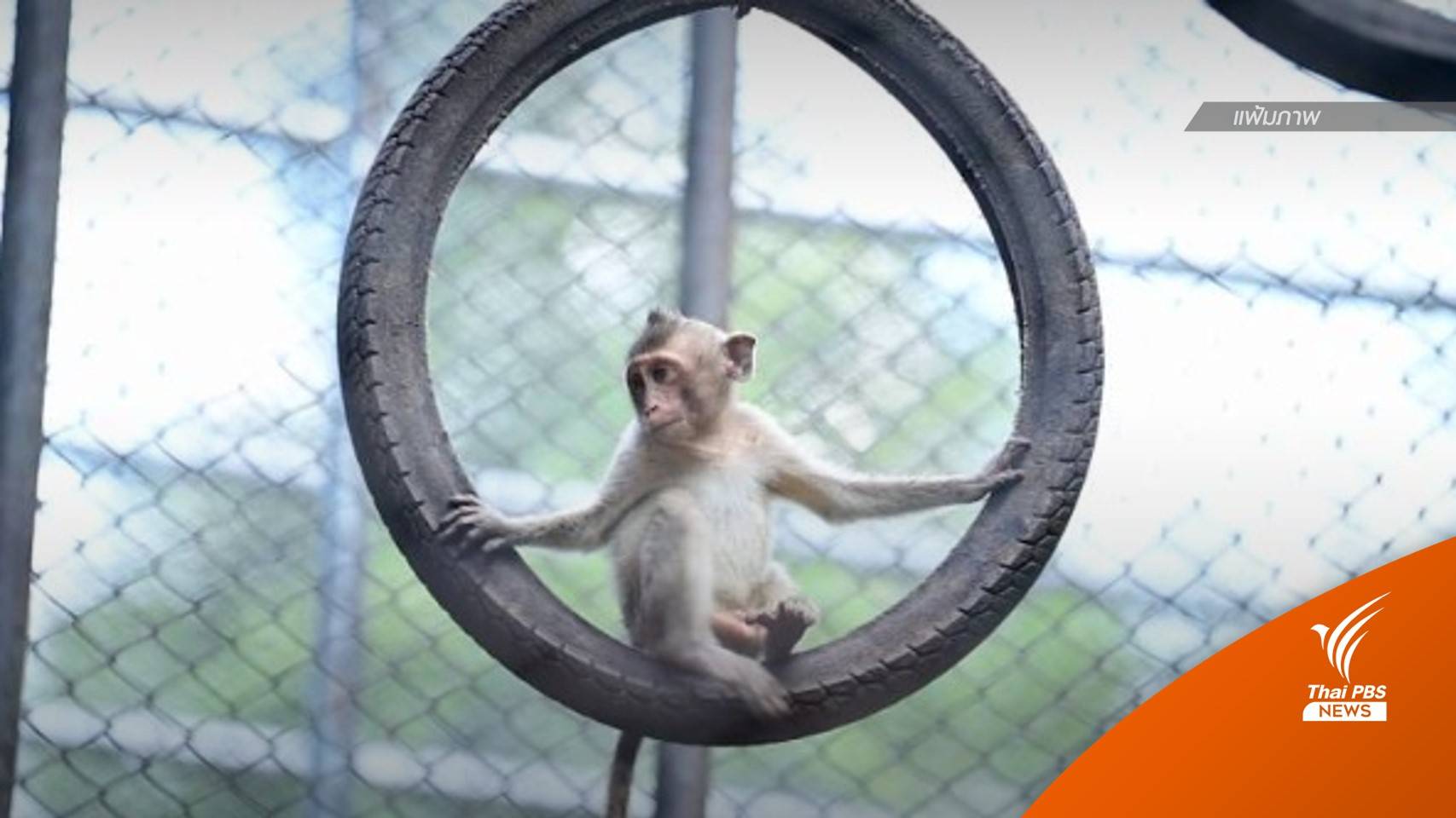 จับ รอง ผอ.กรมสัตว์ป่าฯ กัมพูชา ปมลอบนำเข้าลิงแสมส่งสหรัฐฯ | Thai PBS ...