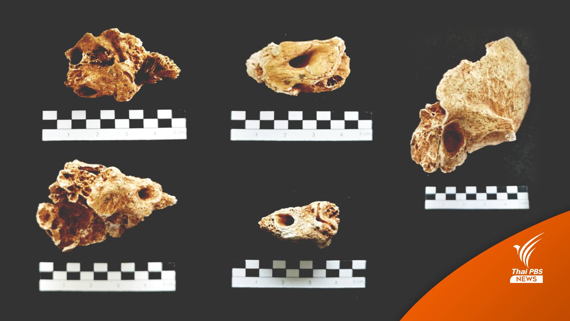 DNA คนโบราณถ้ำย่าป่าแหน โยง "กลุ่มชาติพันธุ์" ในไทย | Thai PBS News ...