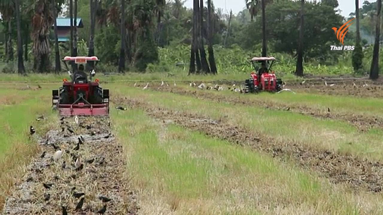 ก.เกษตรฯ เตรียมของบฯหมื่นล้านจ้างชาวนาเลิกปลูกข้าว | Thai PBS News ข่าว ...
