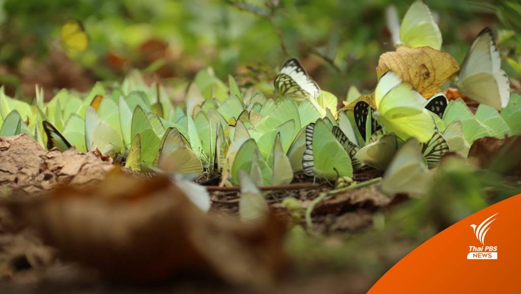 สายรักธรรมชาติไม่ควรพลาด "ดูผีเสื้อ" แคมป์บ้านกร่าง | Thai PBS News ...