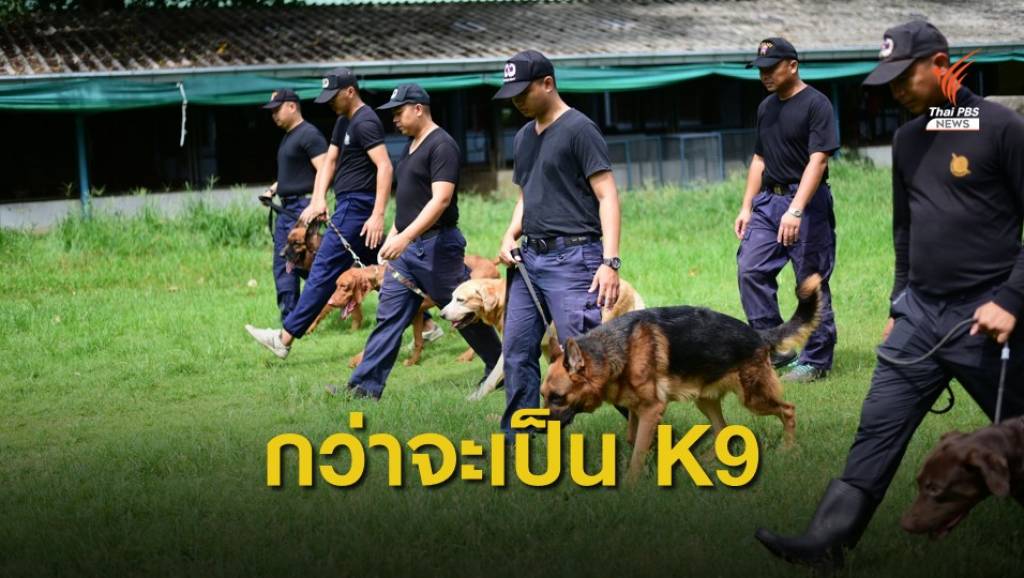 กว่าจะเป็น "K9" ฮีโร่สี่ขากับภารกิจเสี่ยง | Thai PBS News ข่าวไทยพีบีเอส