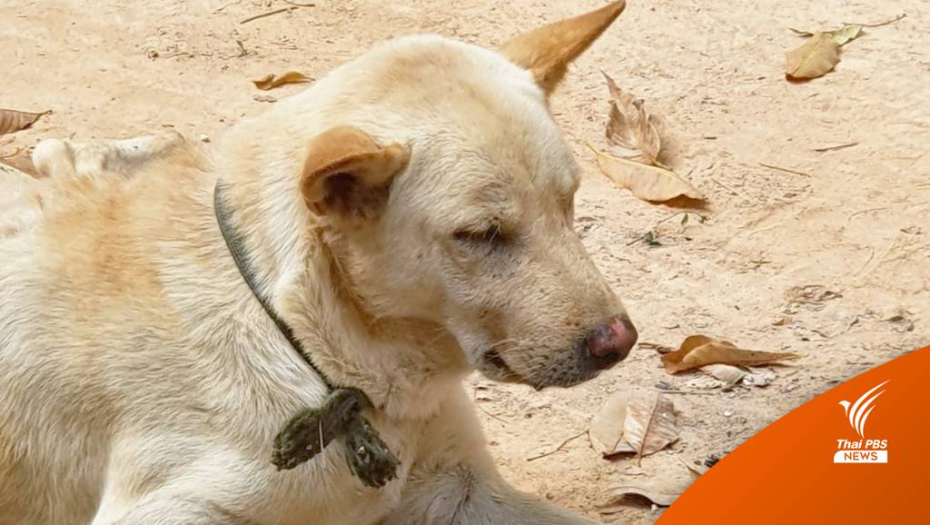 เช็กก่อนโอน! SOS Animal แนะตรวจสอบเพจก่อนบริจาคช่วยสัตว์ | Thai PBS ...