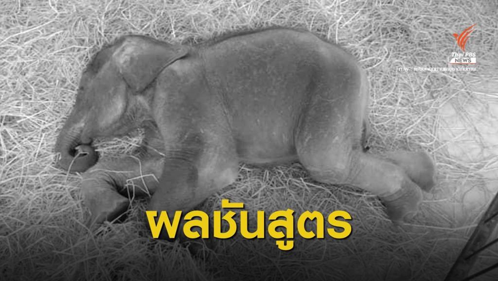 สัตวแพทย์วินิจฉัยลูกช้าง "ทับลาน" ติดเชื้อในกระแสเลือด | Thai PBS News ...